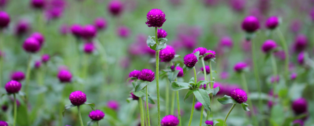 Color Psychology in Floral Design: How to Use Color to Evoke Emotions